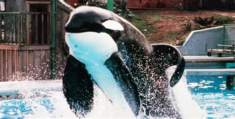 The Heartbreaking Real Story Behind The Whale Who Starred In Free Willy