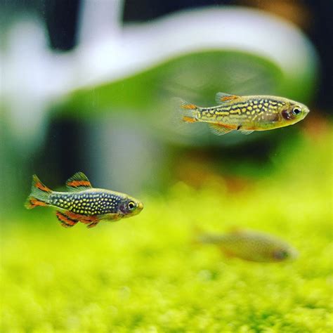 Celestial Pearl Danio Care And Breeding Guide The Aquarium Guide