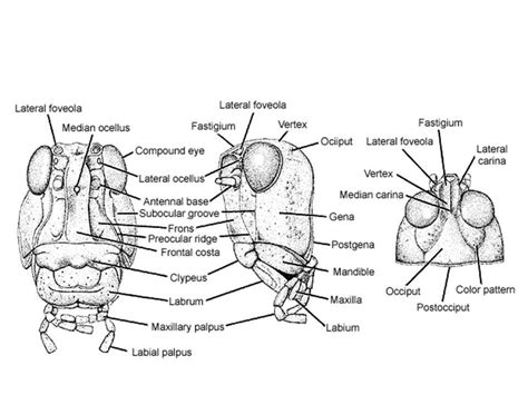 The Ultimate Guide To Understanding The Grasshopper Mouth Diagram