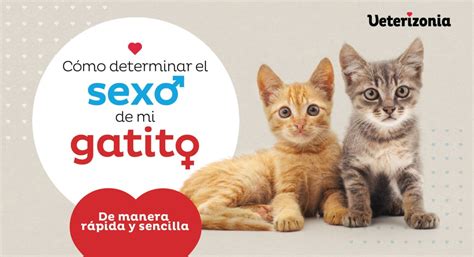 C Mo Determinar El Sexo De Mi Gatito Veterizonia