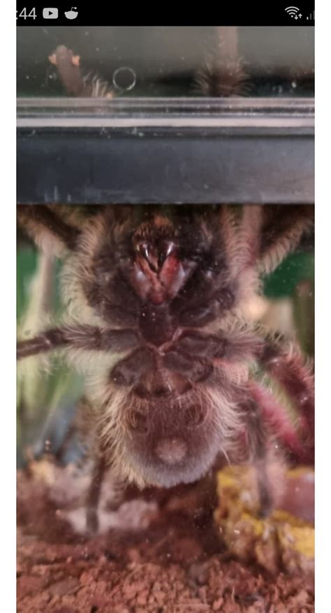 Sexing R Tarantulas