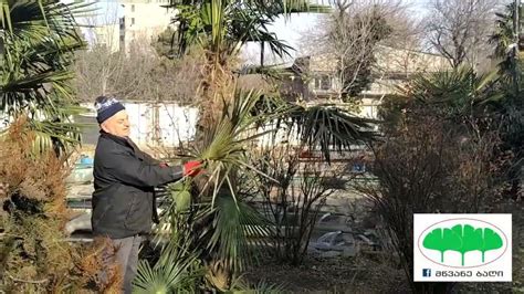 მარაოსებრი პალმის გასხვლა Youtube