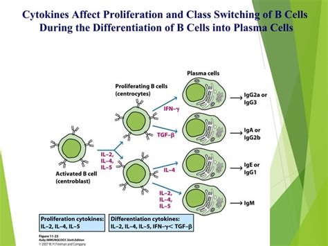B Cell Generation Activation And Differentiation PPT Endocrine And Metabolic Diseases