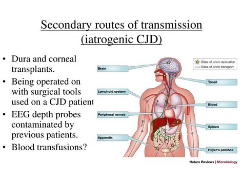 Ppt How Now Mad Cow Introduction To Prion Disease And Function Powerpoint Presentation Id