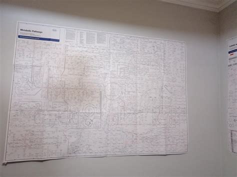 Biochemical Pathways A Really Huge Poster R Biochemistry