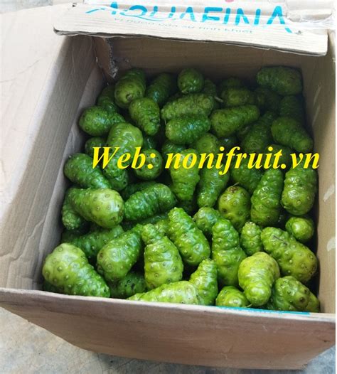 Tr I Nh U N S Ng C Kh Ng C Ng D Ng C A Tr I Nh U Shop Tr I Nh U A T I Noni Fruit Mart