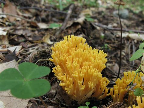 Фотокаталог грибов: Рогатик жёлтый (Ramaria flava)