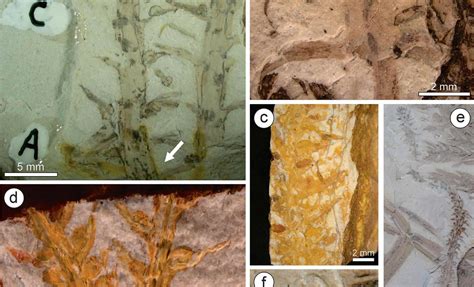 Scientists Unearth 300 Million Year Old Fossils In Brazil Revealing Earths Early Ecosystems