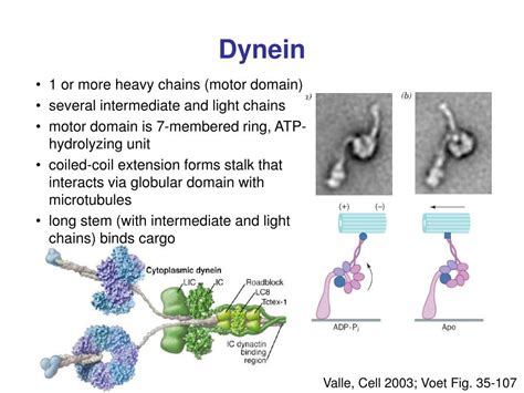 Ppt Motor Proteins Introduction Part 1 Powerpoint Presentation