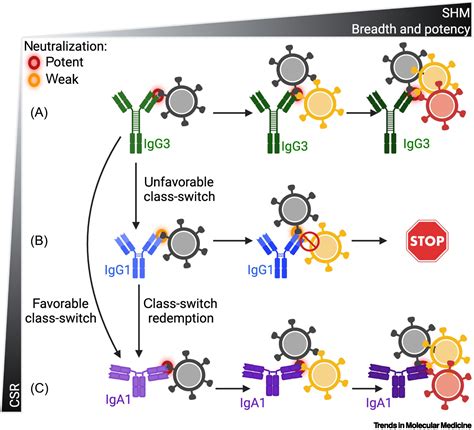 Antibody Class Switching As A Strategy To Improve HIV 1 Neutralization