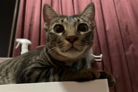 Reticulated Python Swallows 6kg Pet Cat In Tanah Merah Condominium