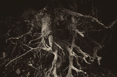 Dark Tree Roots Background Rooted In Writing Editorial