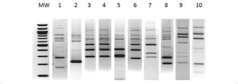 Multilocus Variable Number Tandem Repeat Fingerprinting Mlvf Download Scientific Diagram