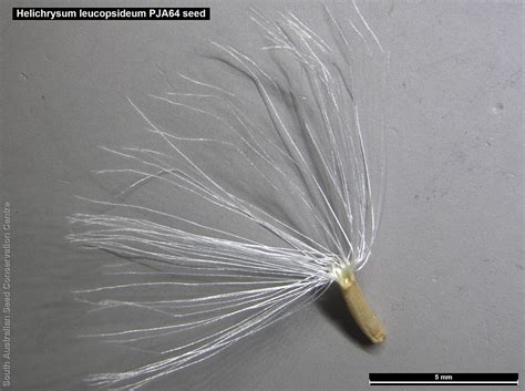 Helichrysum Leucopsideum