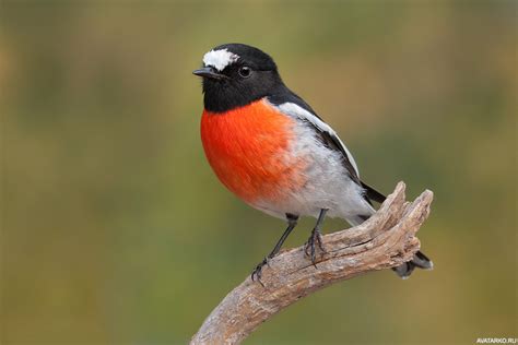 Птичка с красной грудкой и белым пятнышком на лбу — Авы и картинки