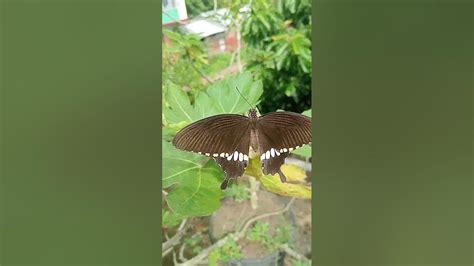 আমাদের ডুমুর গাছের সুন্দর একটা প্রজাপতি Youtube