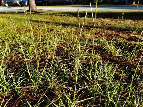 How Do You Kill Weeds In Bahia Grass