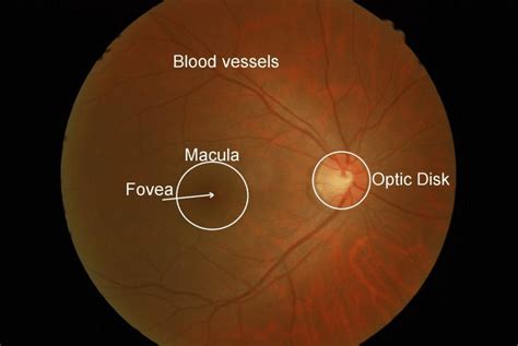 At The Retinal Anatomy Macula