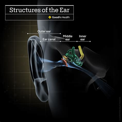 Can Adults Get Ear Infections Yes Heres How Goodrx