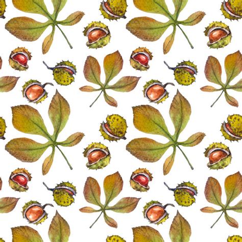 290 Conkers Stock Illustrations Royalty Free Vector Graphics And Clip