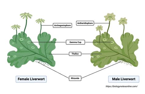 Liverworts Characteristics Morphology Reproduction Classification Microbiology Note