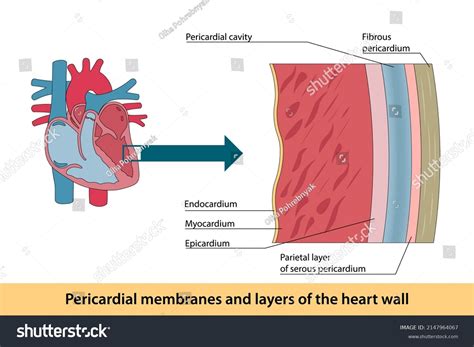 279 The Endocardium Gambar Foto Stok And Vektor Shutterstock