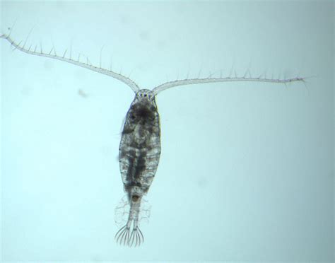 Calanoid Copepod Oak Bay Marine