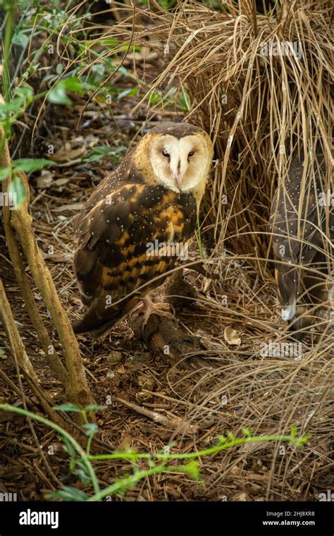 The Eastern Grass Owl Tyto Longimembris Also Known As Chinese Grass