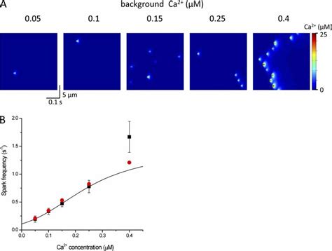 Calcium Sparks At Different Cytosolic Ca²⁺ A Typical Examples Of Download Scientific
