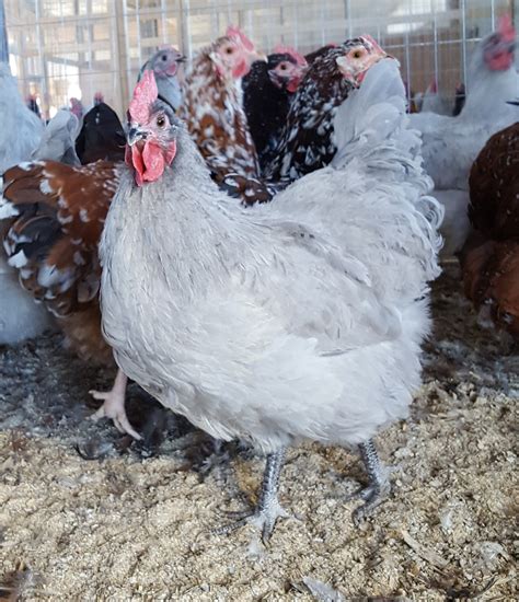 Lavender Orpington Chicken For Sale Cackle Hatchery