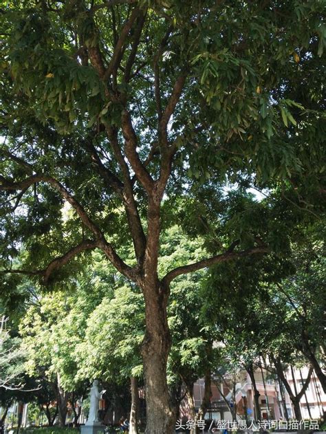 隨拍邕城沐日 每日頭條