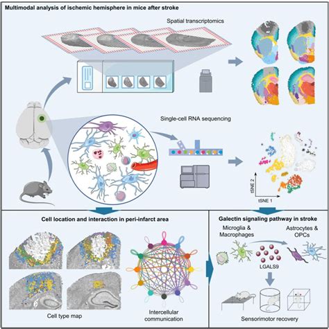 Sci Transl Med 10x单细胞 空间转录组测序助力脑卒中治疗靶点开发 云准医药科技（上海）有限公司