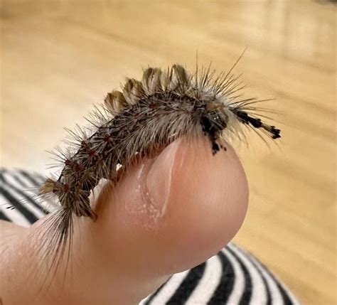 Am I Another Idiot R Whatisthisbug