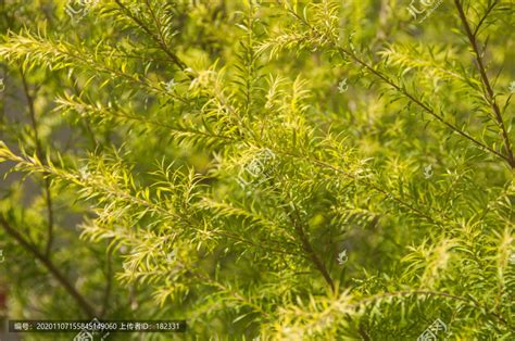 黄金串钱柳枝叶图片素材下载 植物花草素材下的枝叶图片素材 汇图网