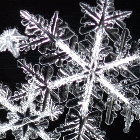 Real Snowflake Falling