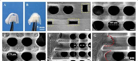 Primary Morphology And Structure Observation For The Biphasic Download Scientific Diagram