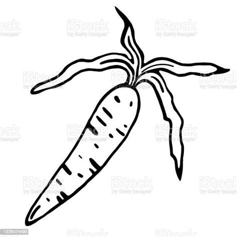 당근 벡터 아이콘입니다 흰색 배경에 격리된 그림입니다 손으로 그린 검은 낙서 정원 채소의 윤곽 음식 스케치 루트 스트로크 수확을