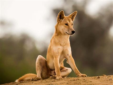 Download Sitting Dingo Picture