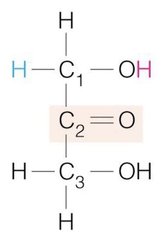 16 1 Monosaccharide Structure And Function Flashcards Quizlet