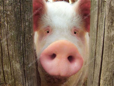 큰 돼지 — 스톡 사진 © Bazil 9520310