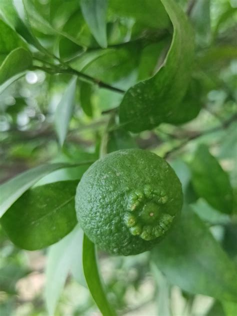 128 Questions With Answers In CITRUS Science Topic