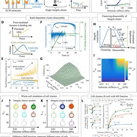 Integrin Clustering Dynamics On A Plasma Membrane A Stiff Substrate Download Scientific