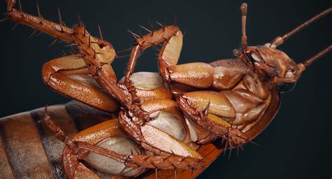 3d Cockroach American Animation Turbosquid 1290490
