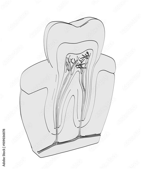 2d Cartoon Illustration Of Tooth Anatomy Stock Illustration Adobe Stock
