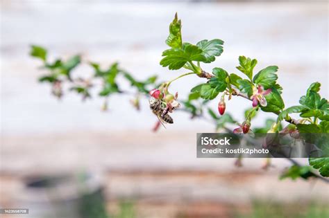 꽃가루와 꿀을 모으는 구스베리 부시 꽃에 꿀벌은 약용 혜택과 달콤한 꿀을 만들기 위해 0명에 대한 스톡 사진 및 기타 이미지 0명 계절 곤충 Istock