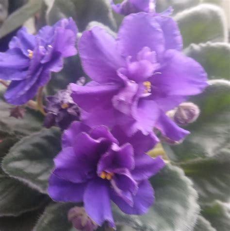 ბათუმელები 📌„ლელოს“ წევრი სალომე სამადაშვილი „ქართული ოცნების“ საგარეო საქმეთა მინისტრის მაკა