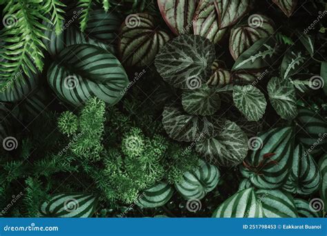 Abstract Green Leaf Texture Nature Background Tropical Leave Stock Image Image Of Food Garden