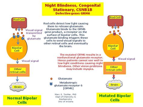 What Diseases Cause Blindness At Lynda Bowman Blog