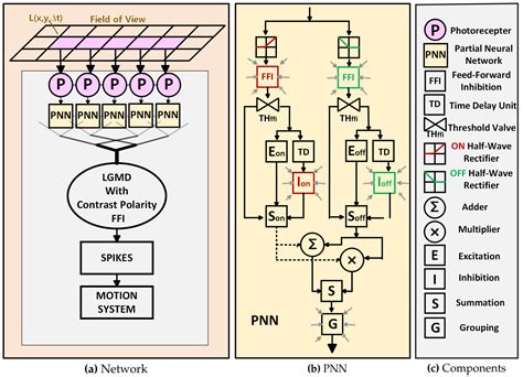 A Computationally Efficient Neuronal Model For Collision Detection With Contrast Polarity