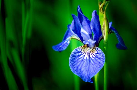 Foto De Flores De Iris Lila